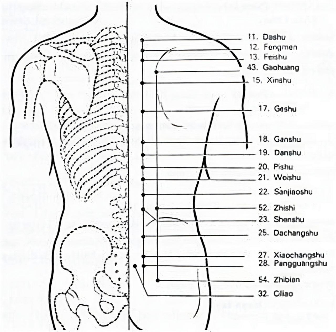 MERIDIEN DE LA VESSIE - Tao et Spiritualité